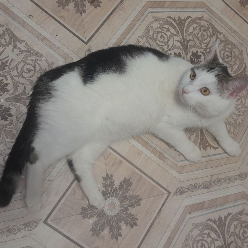 Взрослый кот в добрые руки