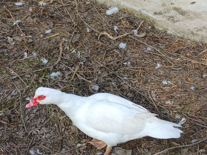 Селезень индоутки