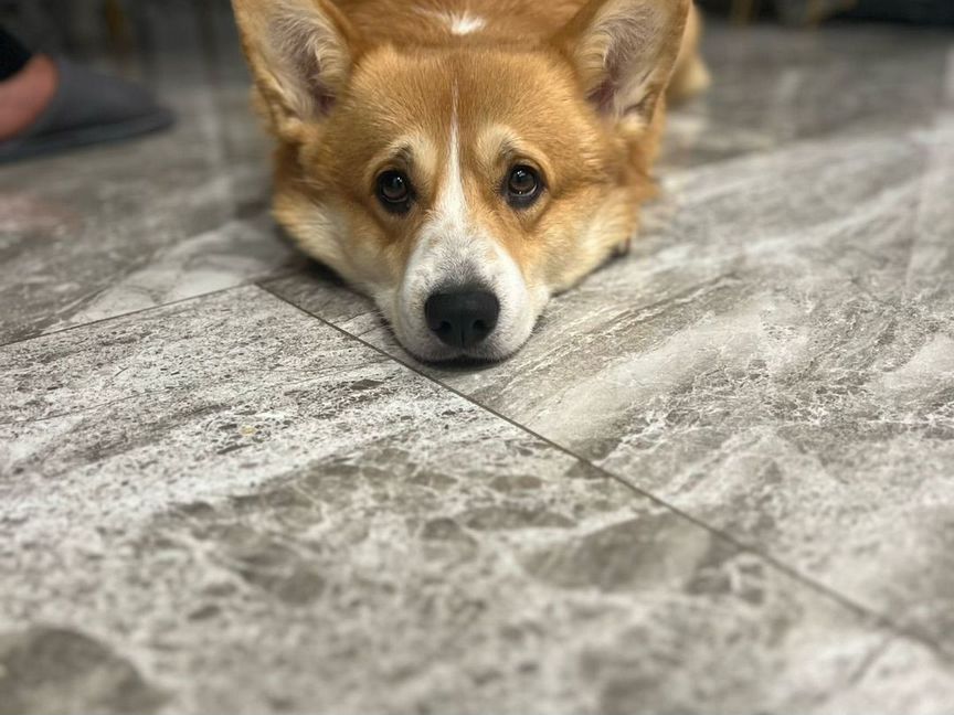 Вельш-корги пемброк щенки