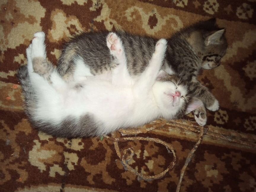 Кошки в добрые руки бесплатно