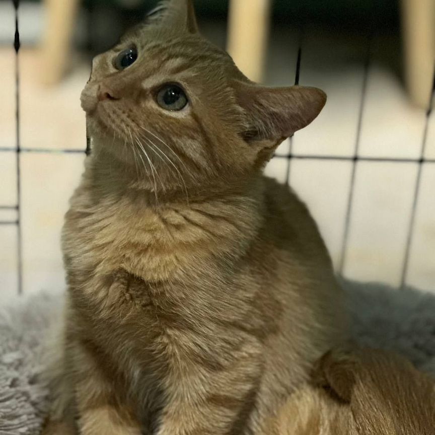 Котята в добрые руки 3 месяца