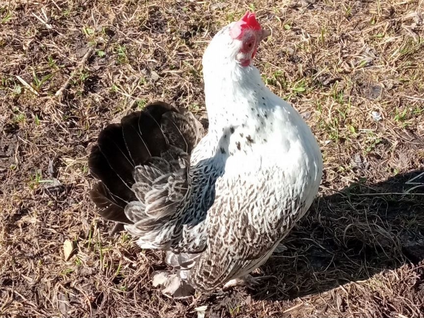 Курочка Шабо