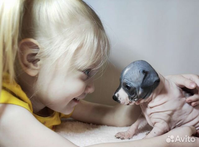 Щенки Американского голого терьера