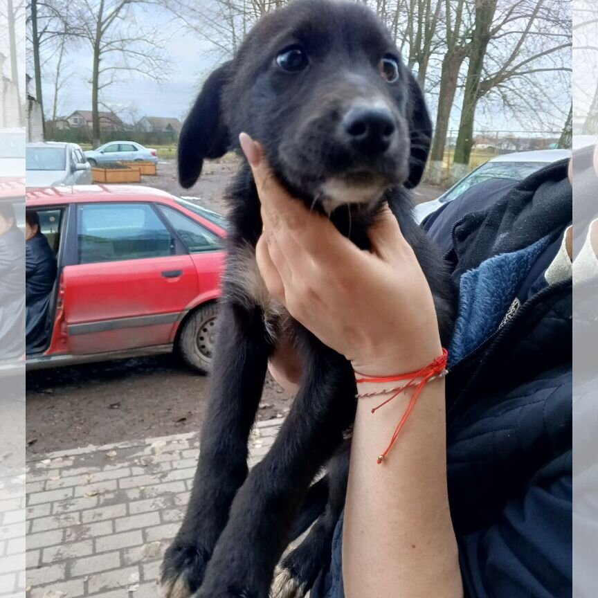 Щенок в добрые руки