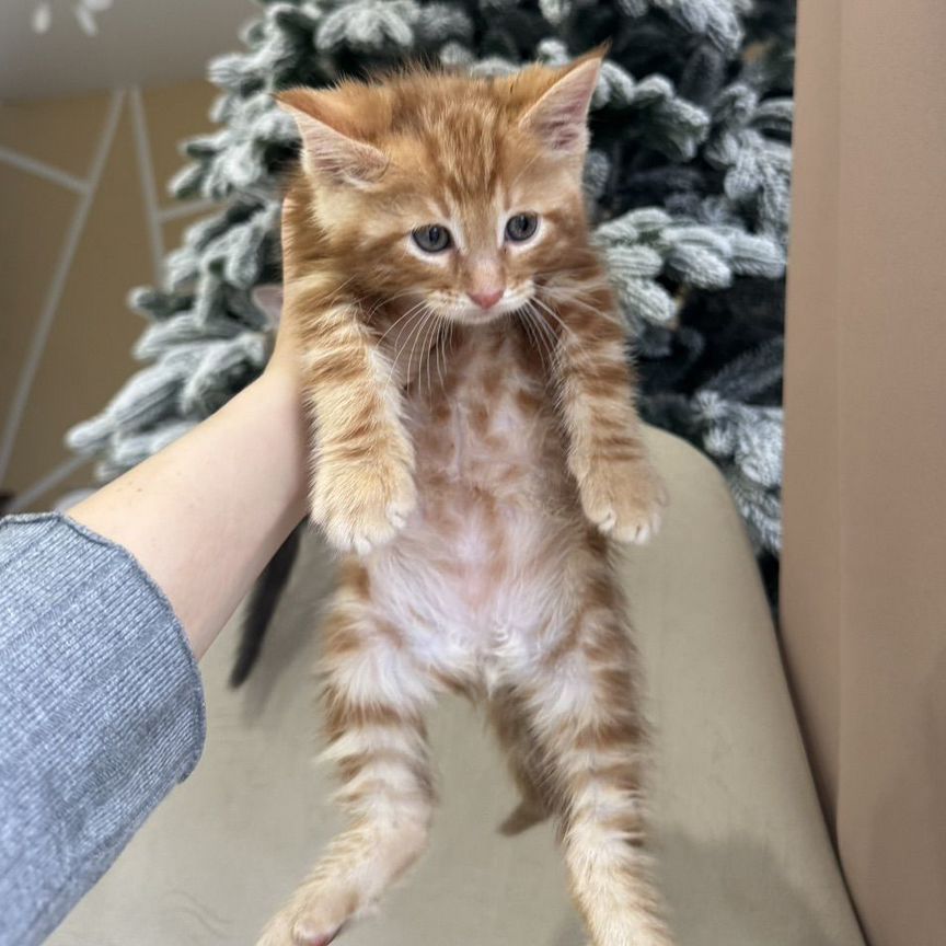 Котята мейн-кун