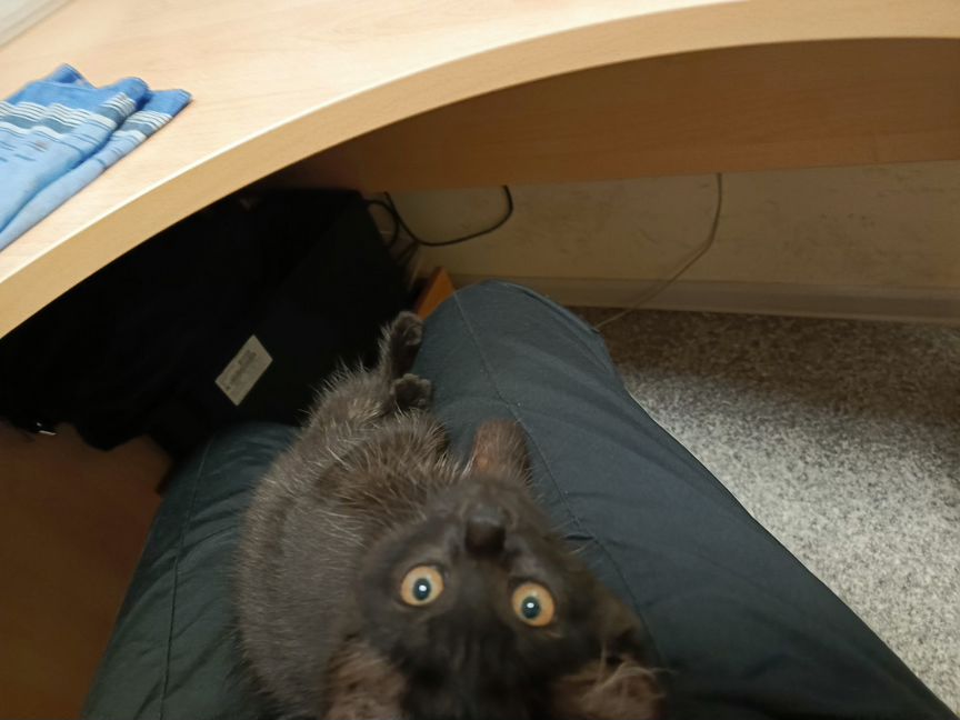 Черный котенок бесплатно