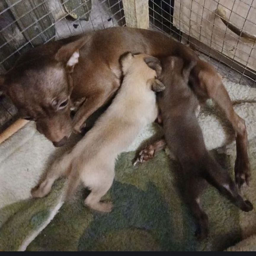 Русский той-терьер, щенок