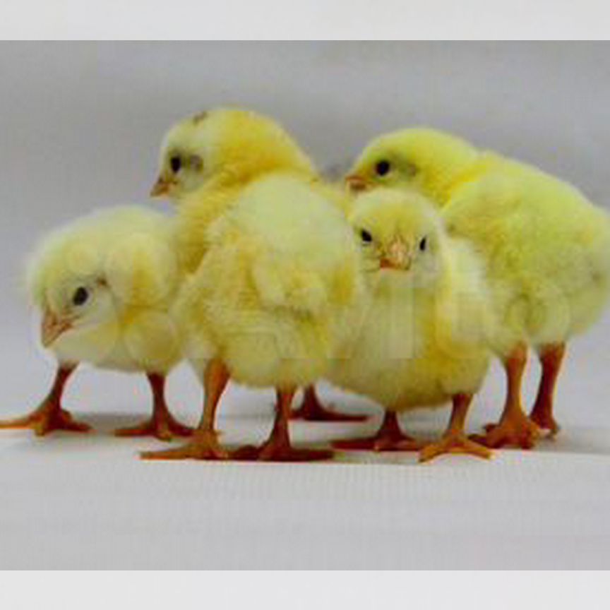 Птица Цыплята бройлер оптом