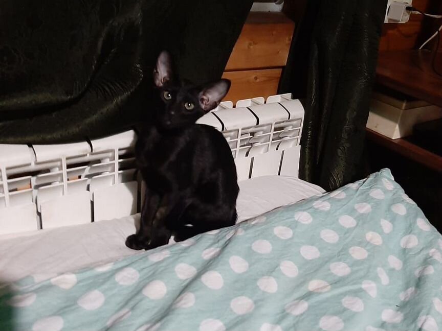 Ориентальные котята