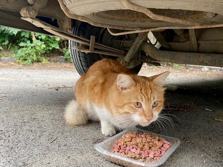Очень нужен дом юному рыжему котику
