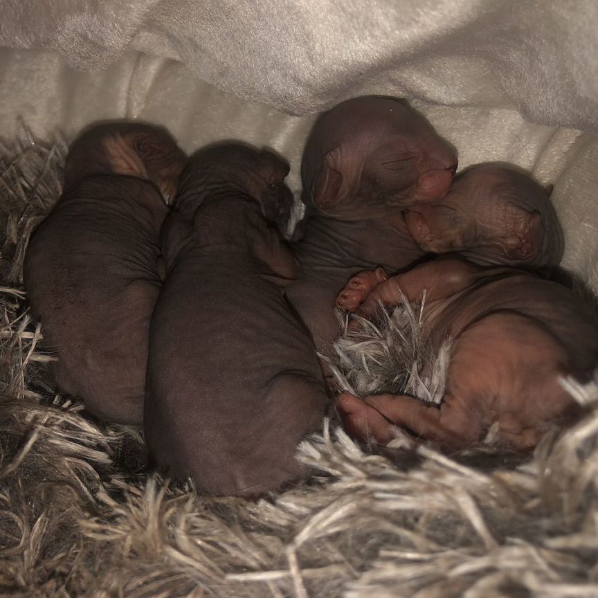 Канадский сфинкс