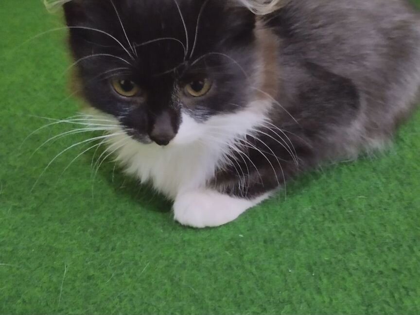 Черный котенок