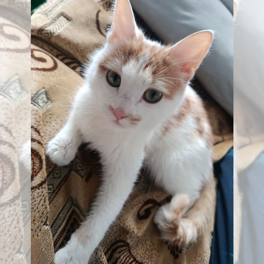 Котёнок в добрые руки