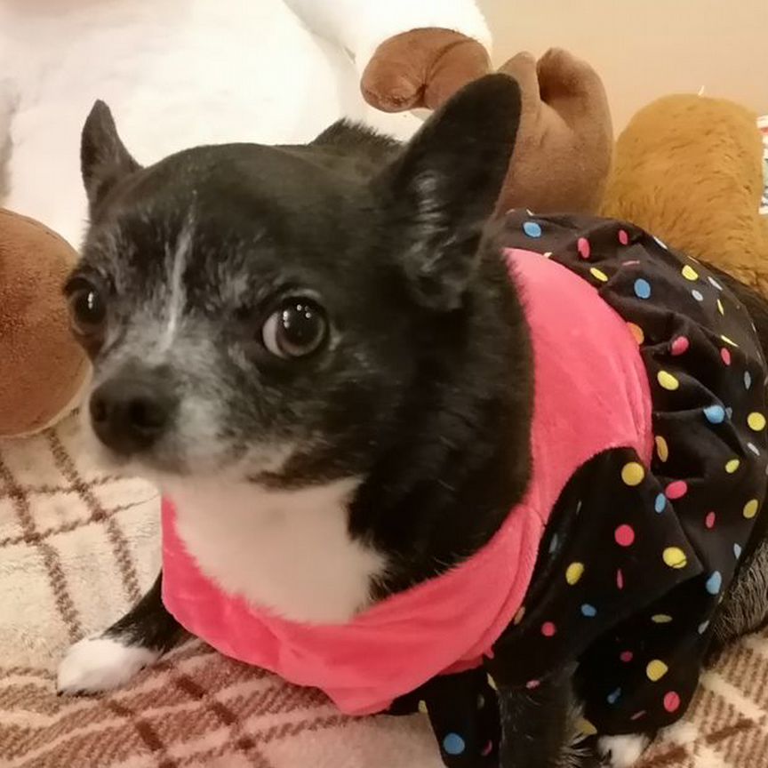 Продаю собачку чихуахуа