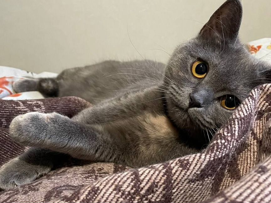 Кошка в дар бесплатно
