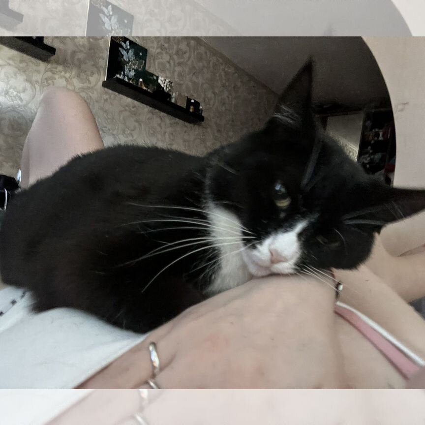 Ласковая кошка Котя