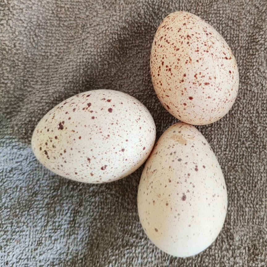 Яйцо индейки