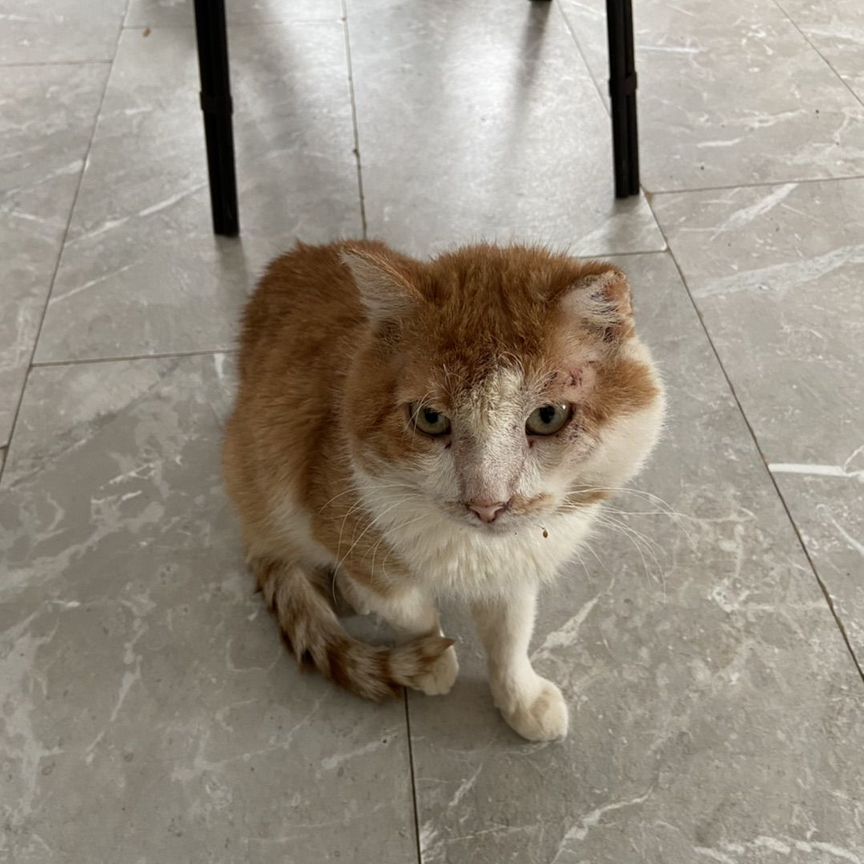 Котик в добрые руки sos помогите найти дом