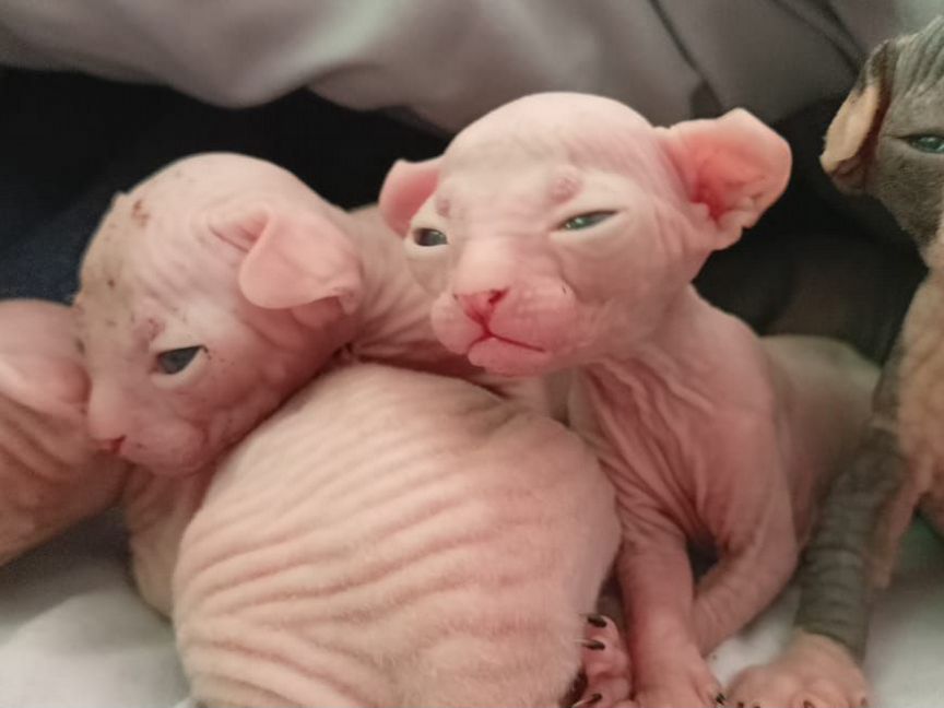 Канадский сфинкс эльф котенок