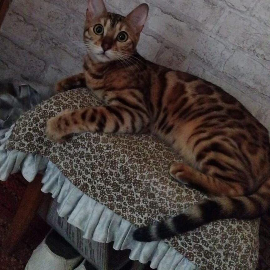 Бенгальская кошка