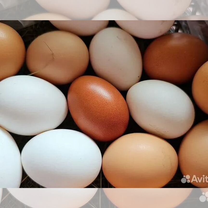 Продам яйцо куриное домашнее
