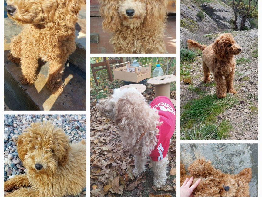 Той-пудель девочка