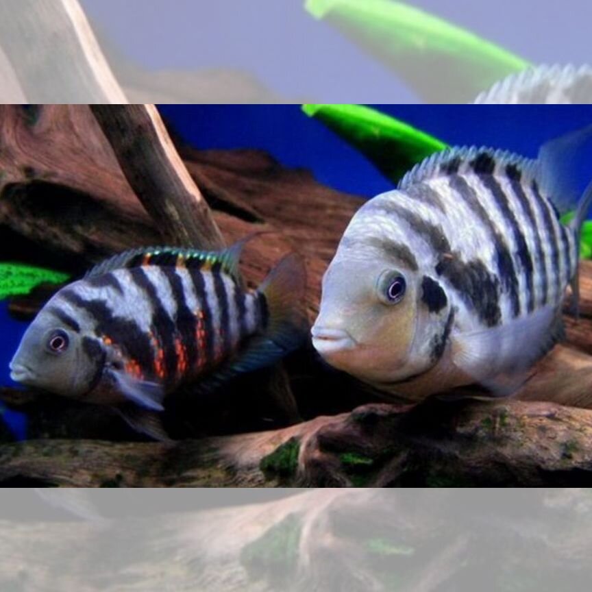 Цихлиды в дар