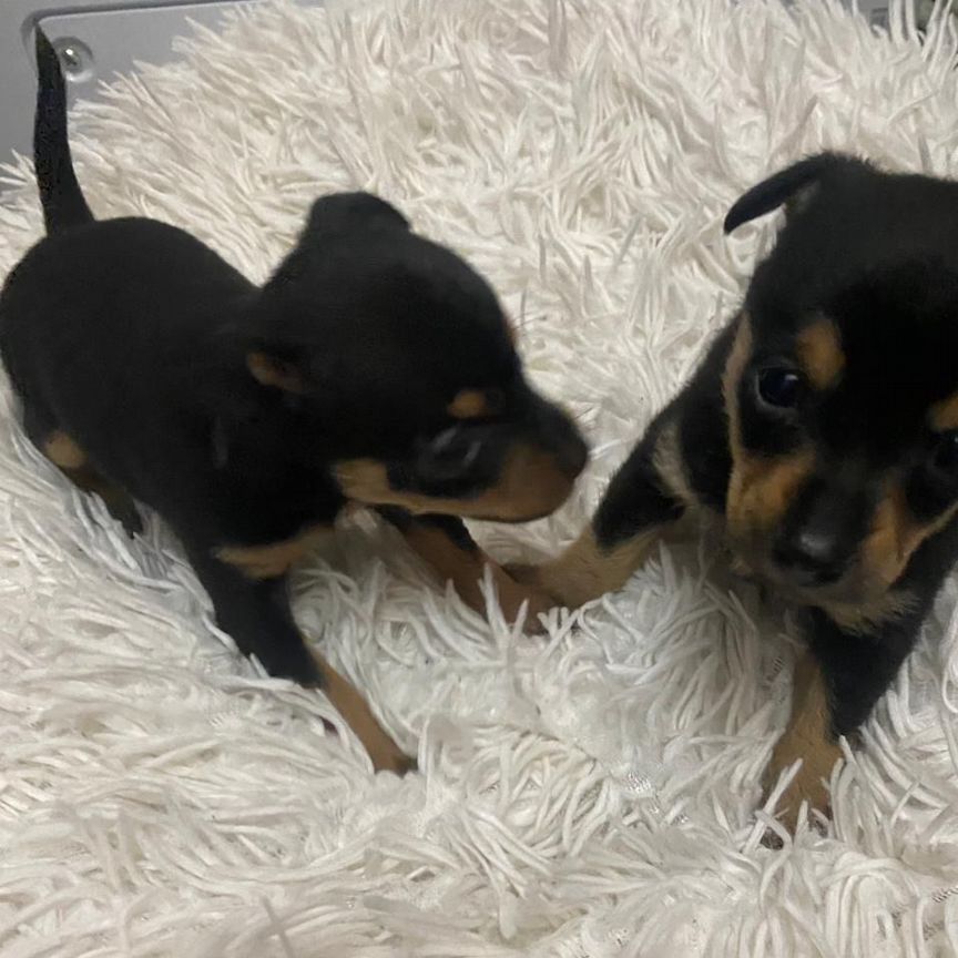 Той-терьер щенки