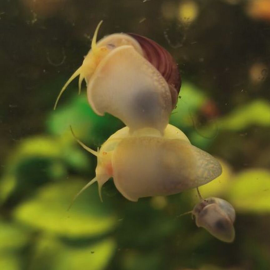 Улитки ампулярии