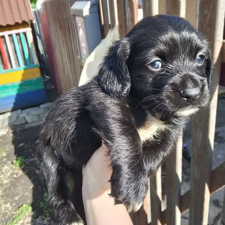 Русский охотничий спаниель, щенок