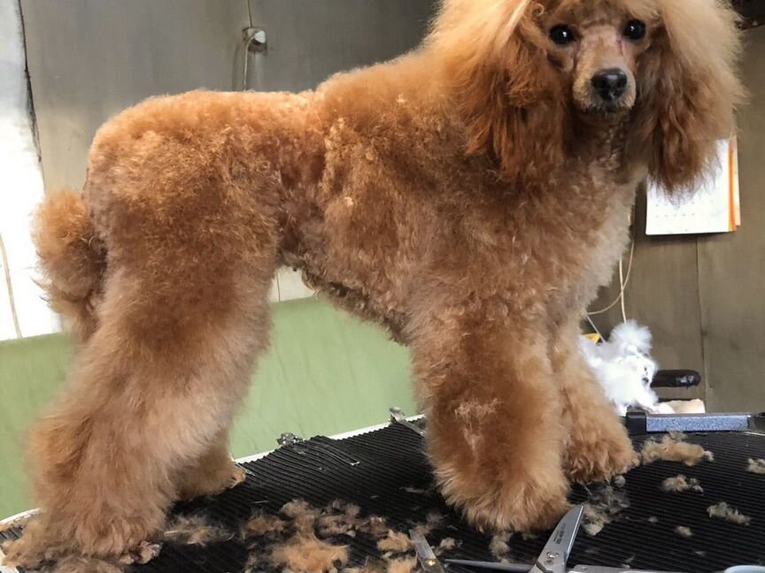 Девочка миниатюрный пудель