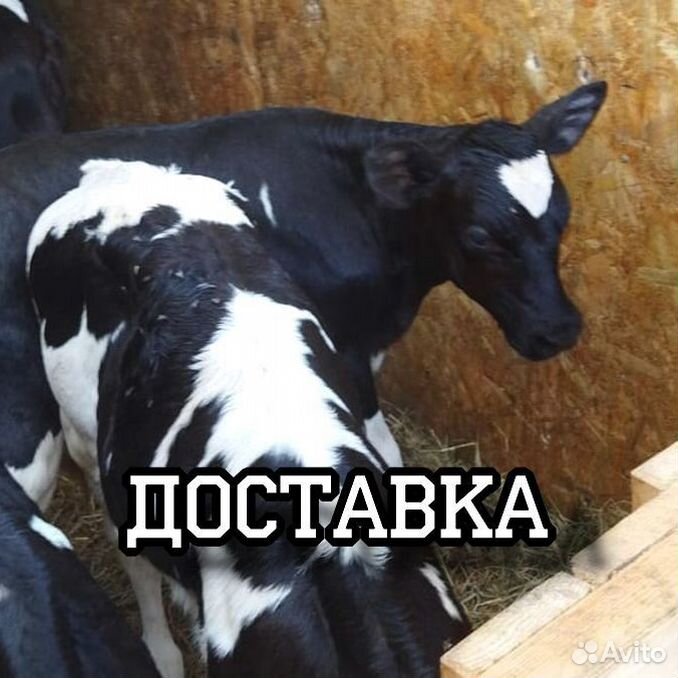 Телята бычки тёлки с доставкой