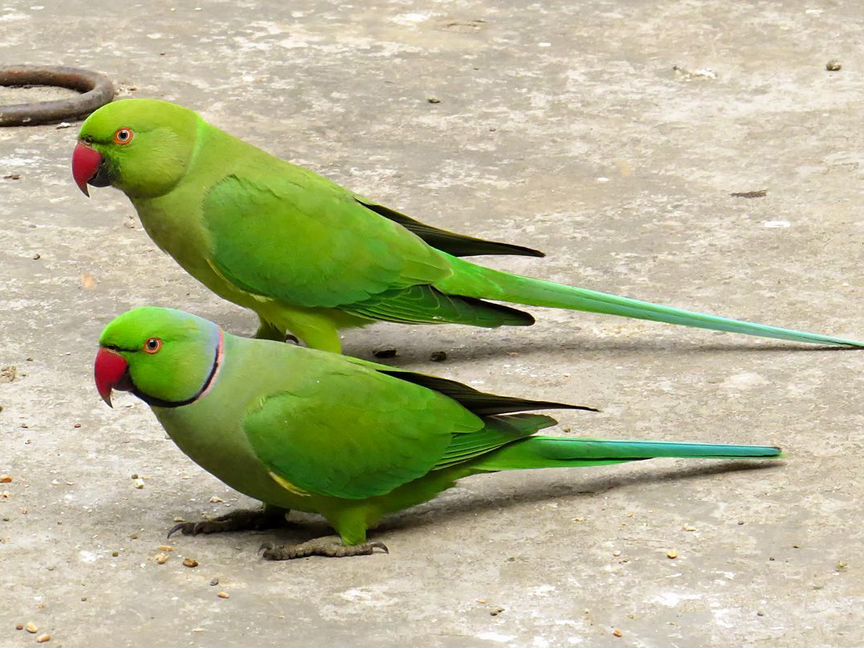 Ожереловый попугай