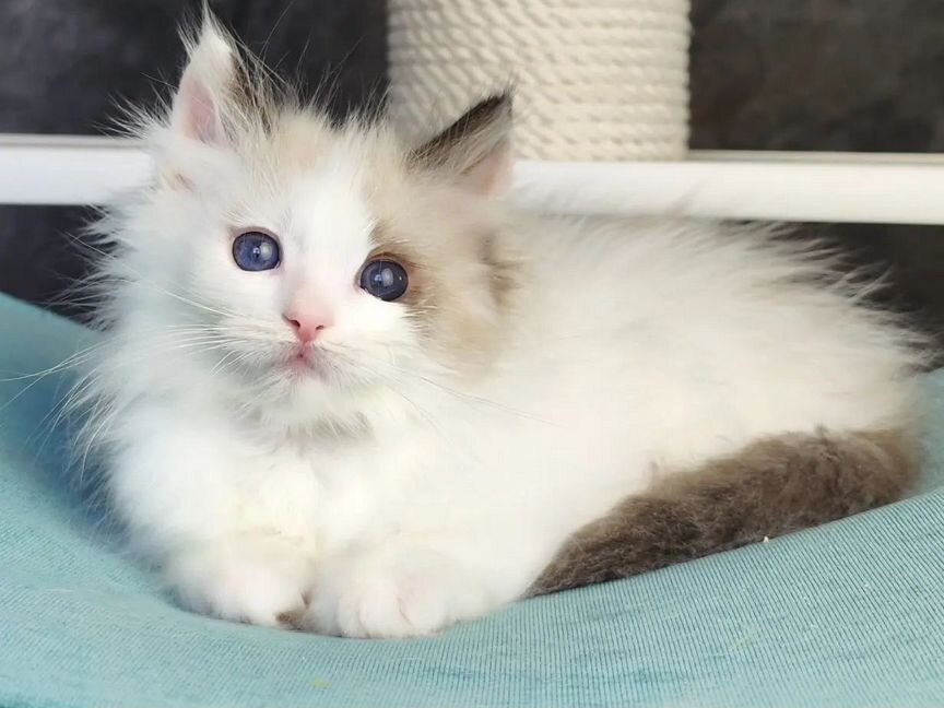 Котенок рэгдолл мальчик в любимцы