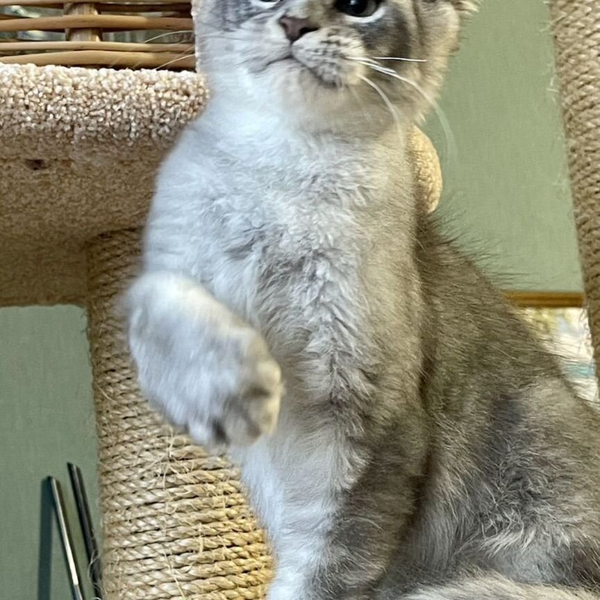 Котята мейнкуна