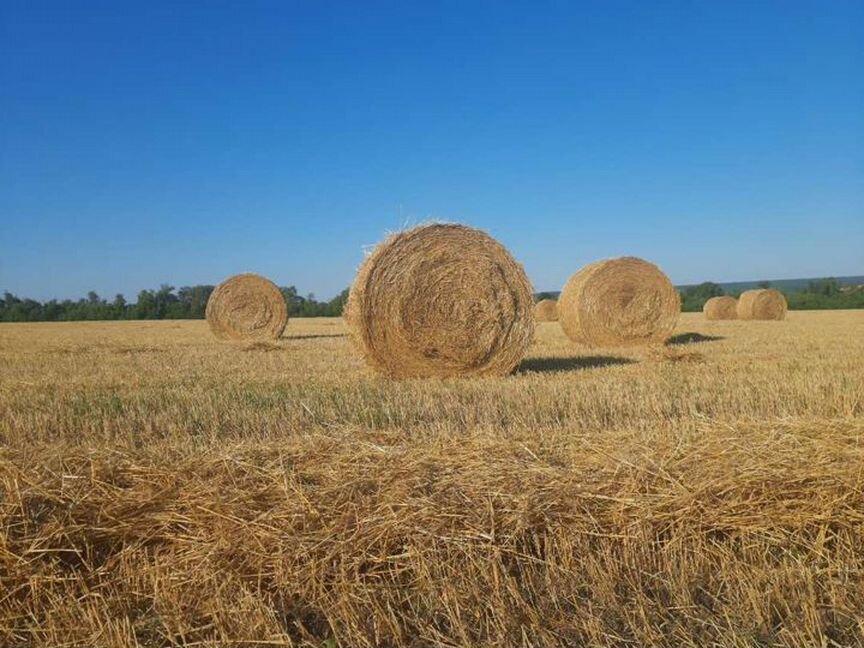 Солома просянка в тюках