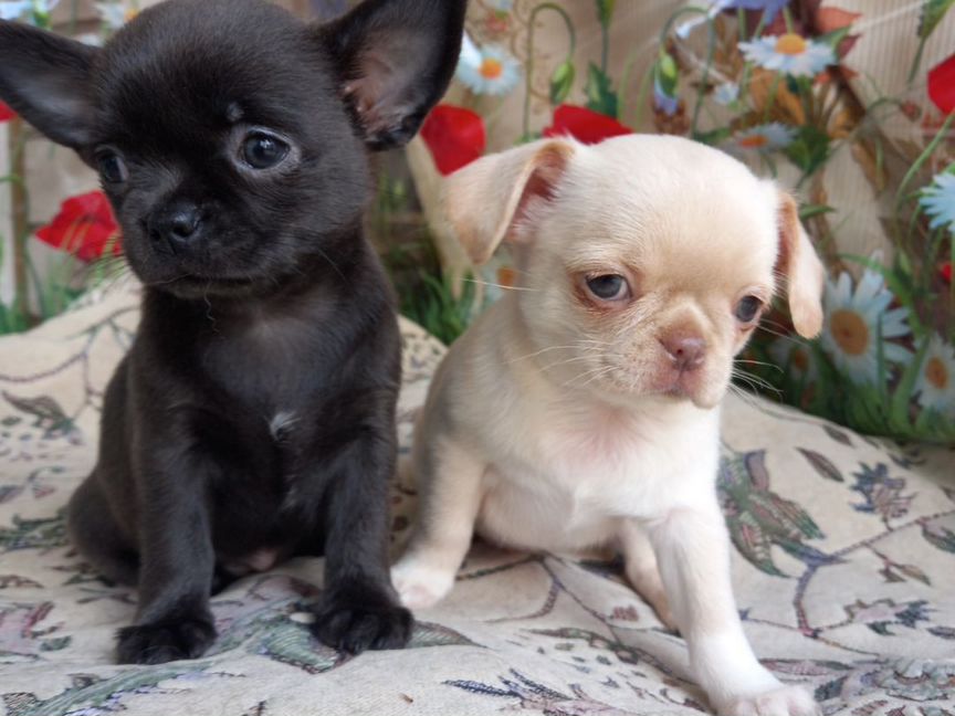 Щенки чихуахуа мини девочки