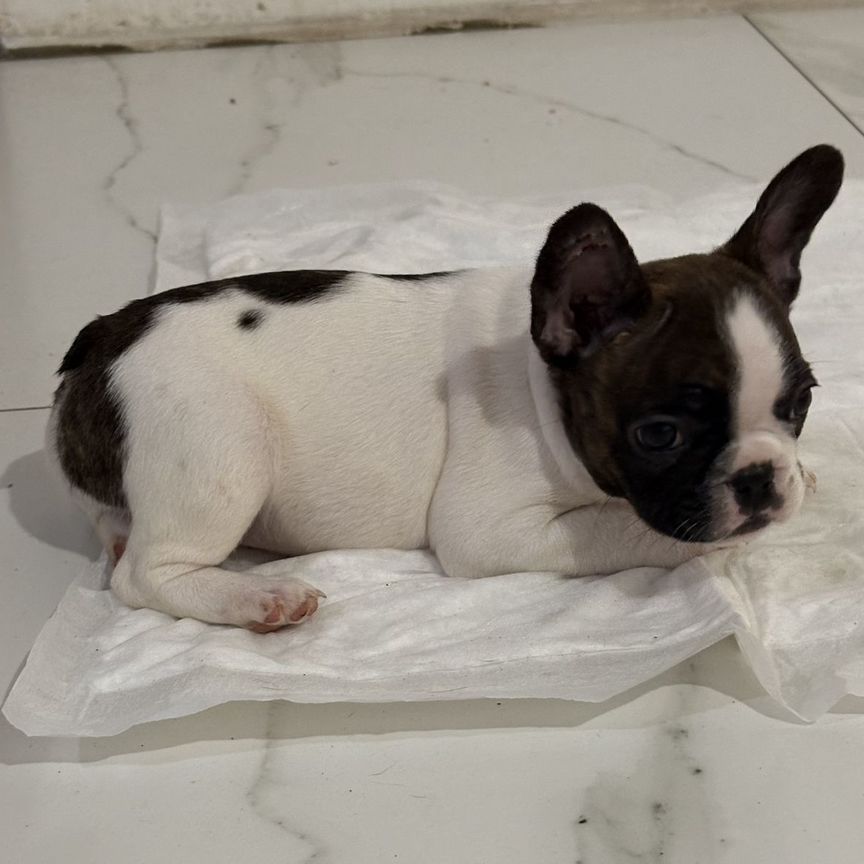 Французский бульдог, щенок