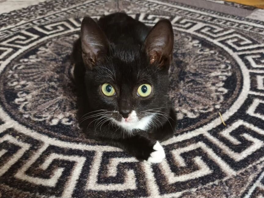 Маленький котик ищет семью