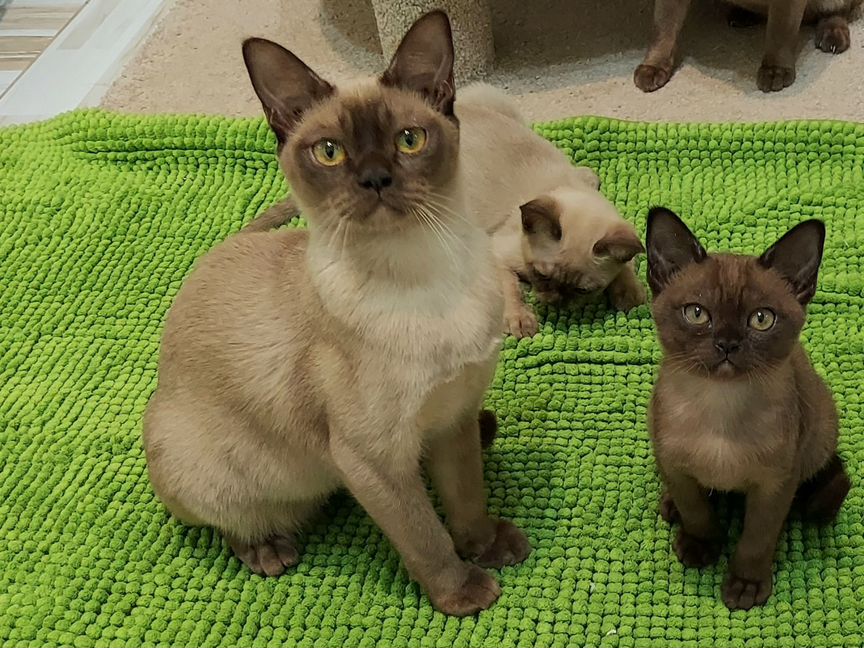 Бурманские котейки