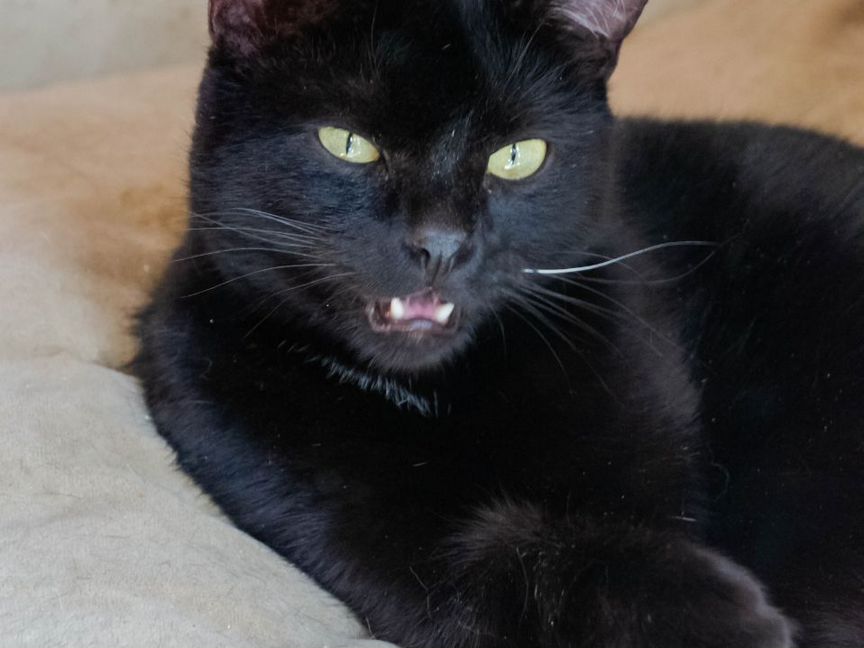 Артистичный Мафик