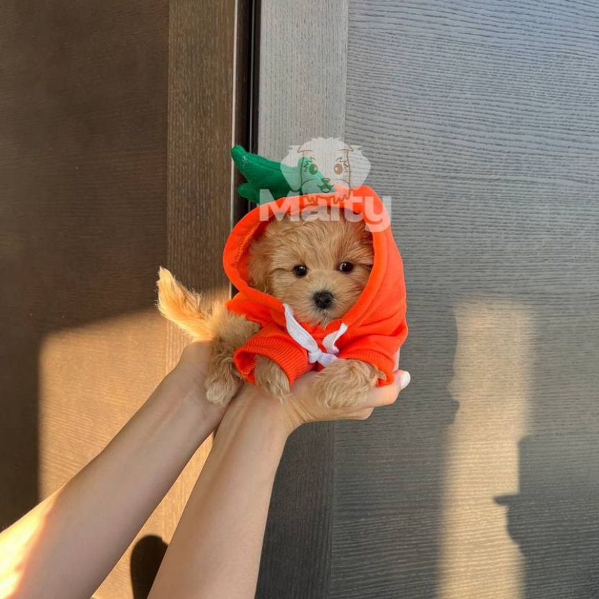 Мальтипу F1 мальчик