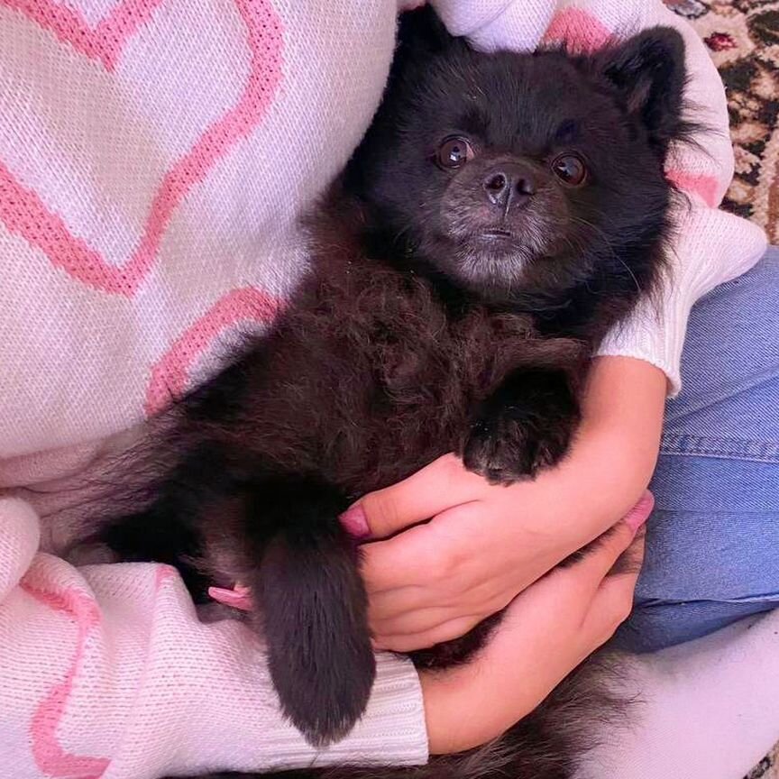 Померанский щпиц