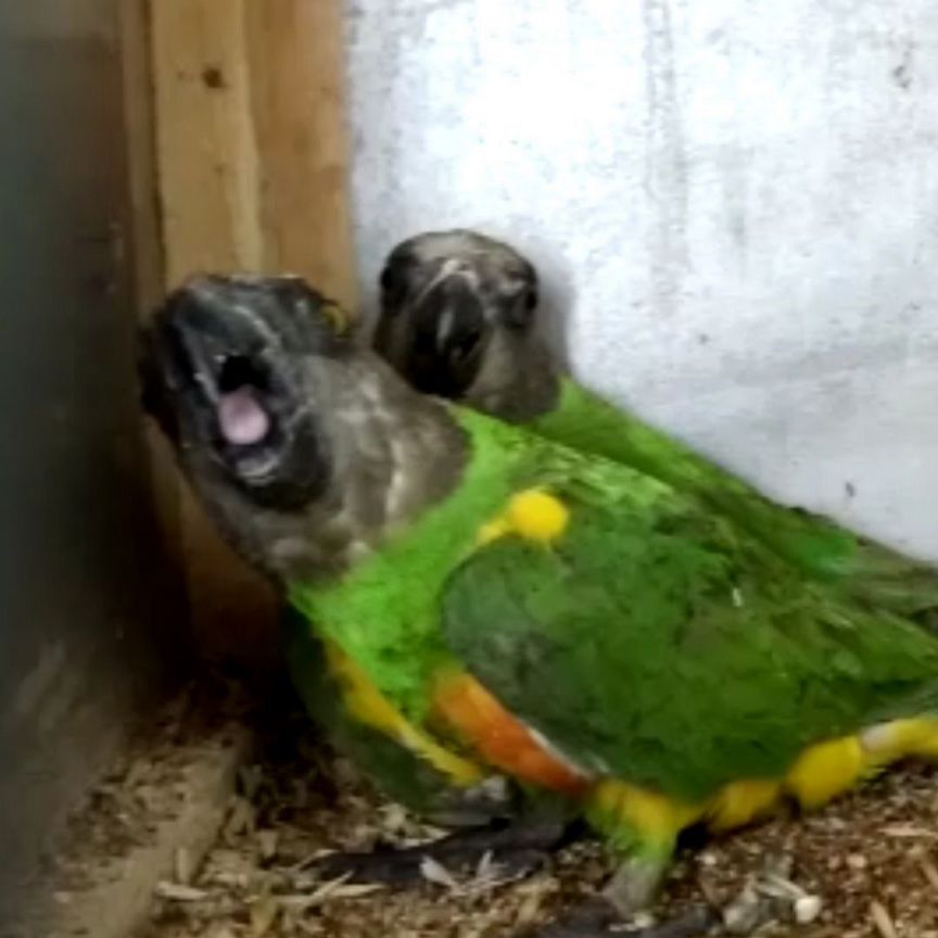 Синегальский попугай