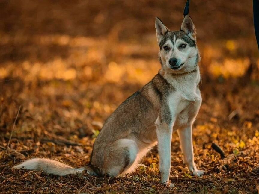 Собака Леся. Бесплатно
