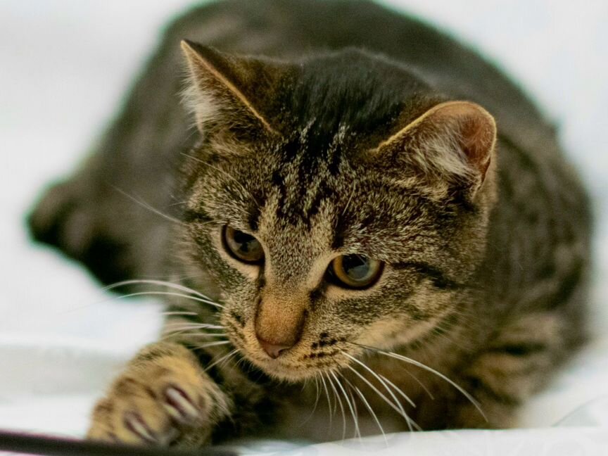 Ласковый котенок Василь, 6 месяцев