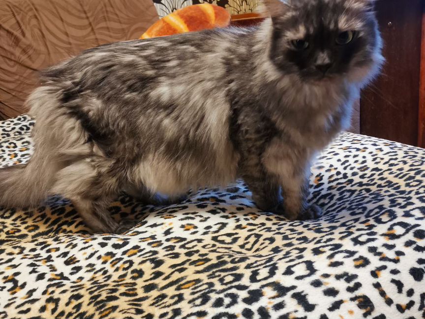 Кот Барсик ждёт нового хозяина