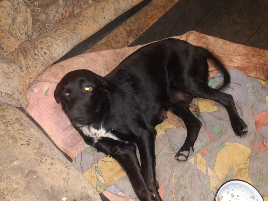 Собака в добрые руки отдам бесплатно