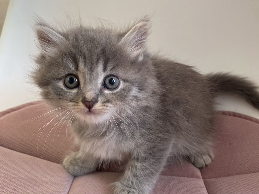 Котята в добрые руки 1 месяц