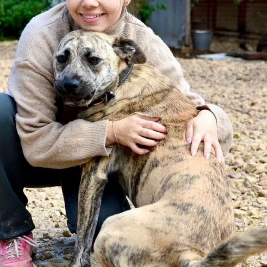 Собака в добрые руки целовака